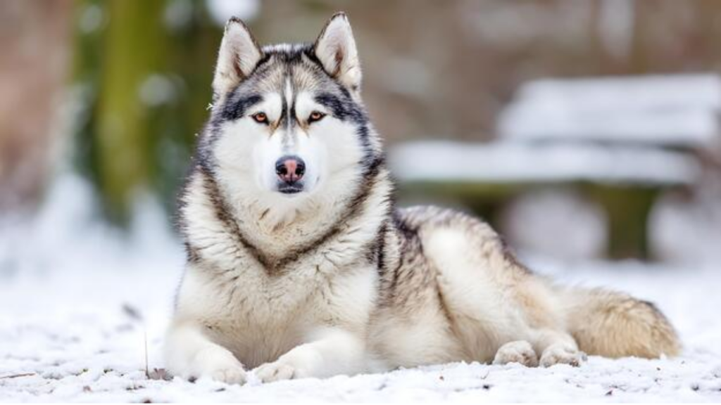 Facts About Siberian Husky: The Most Loyal and Intelligent Dog Breed